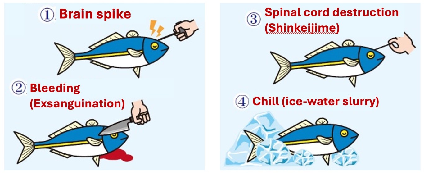 IKEJIME, FEARLESS FISH MARKET, UMAMI, and BBQ - Rhode Island BBQ News